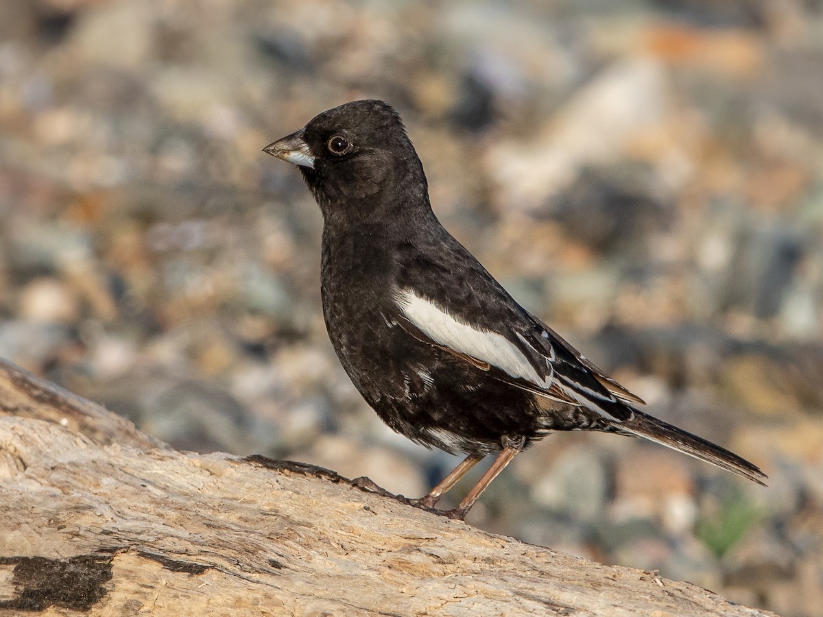 Lark Bunting - Calamospiza melanocorys - Birds of the World