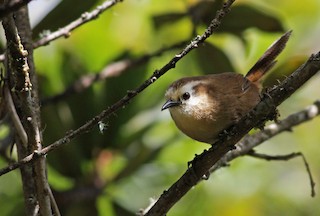Fulvous Wren - Cinnycerthia fulva - Birds of the World