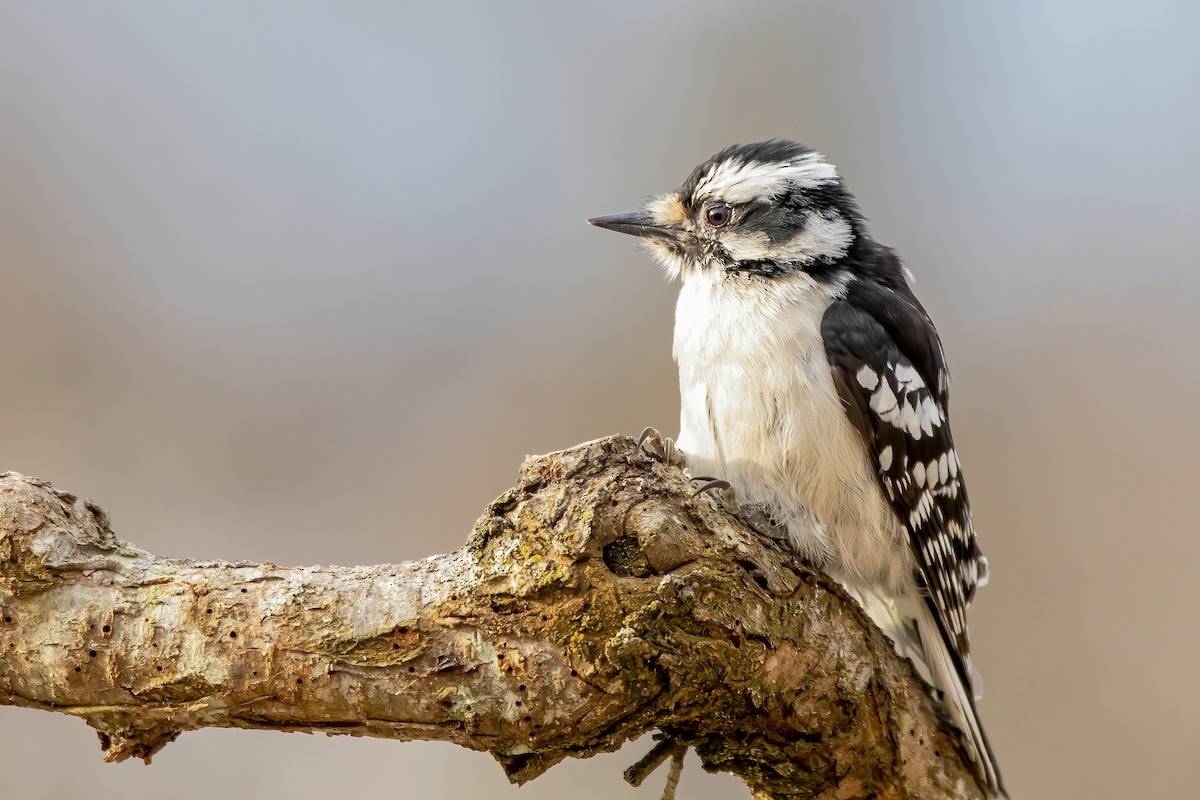 eBird Checklist - 15 Mar 2021 - Park Trails - 15 species