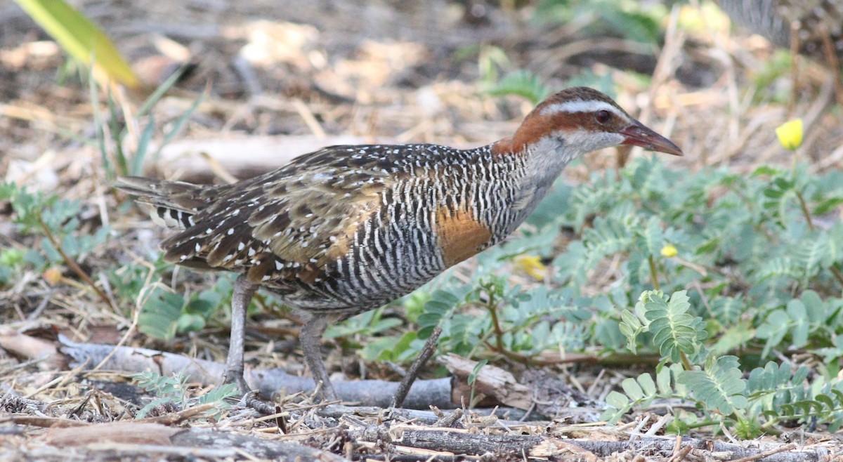 eBird Checklist - 6 Nov 2019 - Lady Elliot Island - 21 species