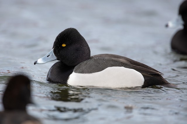 Scaup Vs Ringneck
