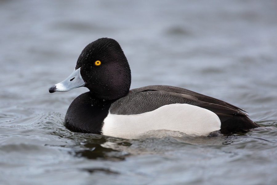 Pato Pico Anillado x Boludo Menor (híbrido) - eBird