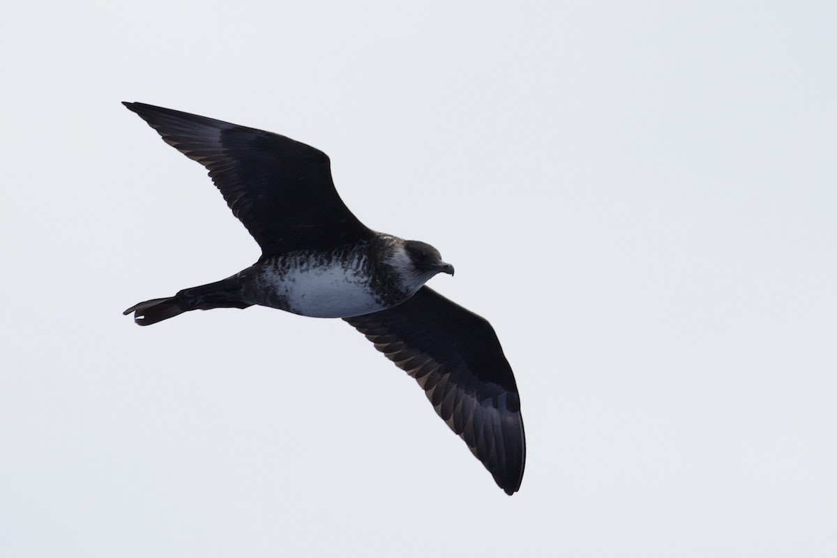 eBird Checklist - 13 Mar 2021 - Northern end of Queensland Guyot - 10 ...