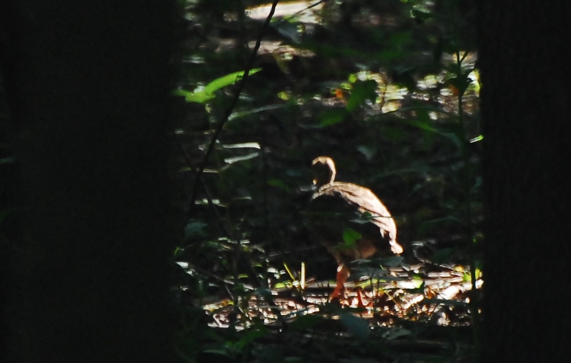 eBird Checklist - 28 Jul 2016 - Prime Hook National Wildlife Refuge ...