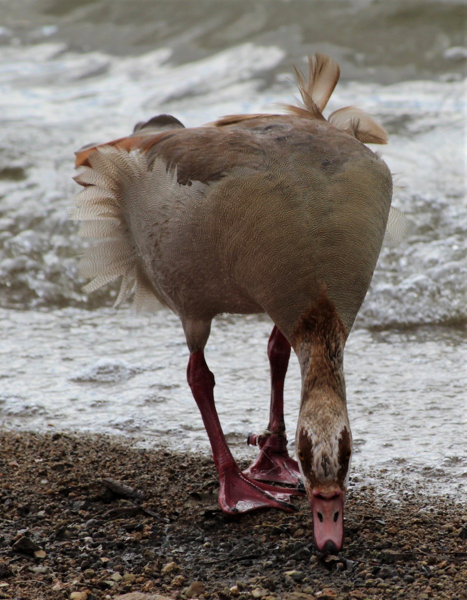 eBird Checklist - 15 Mar 2021 - Frank G. Bonelli RP/Puddingstone ...