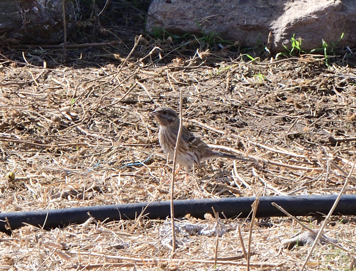 eBird Checklist - 24 Oct 2020 - Mount Chortiatis - 1 species