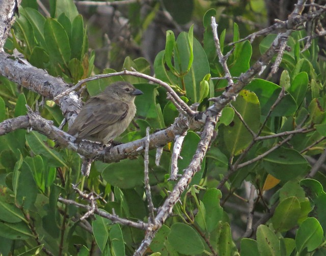 Mangrove Finch