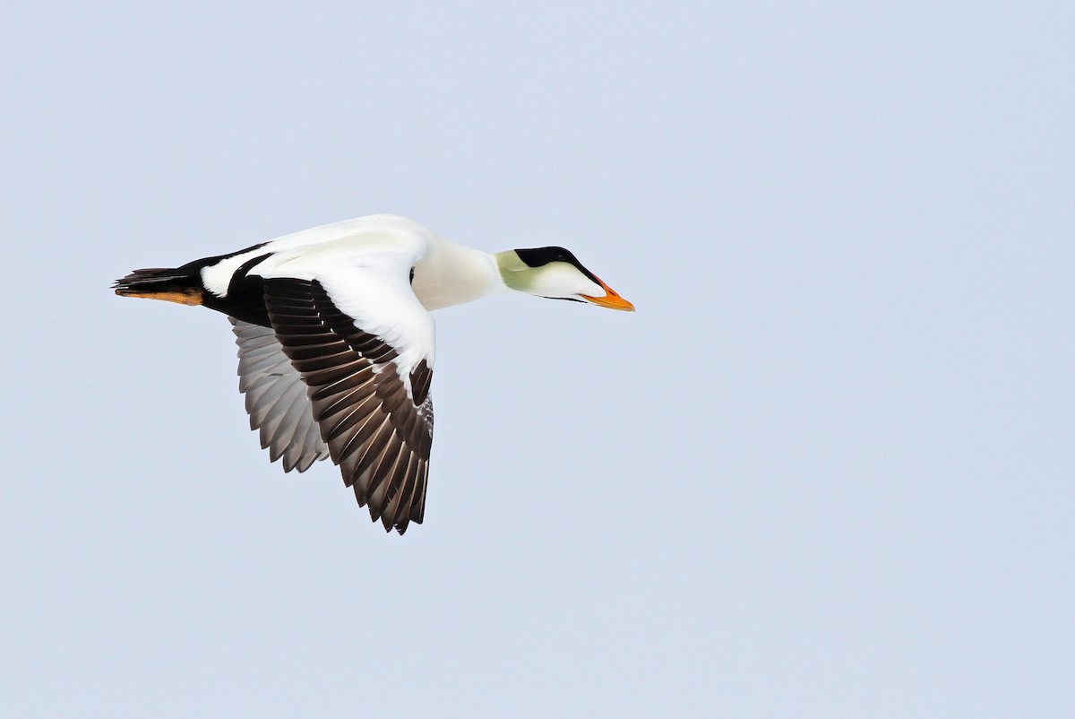 Common Eider (Pacific) - eBird