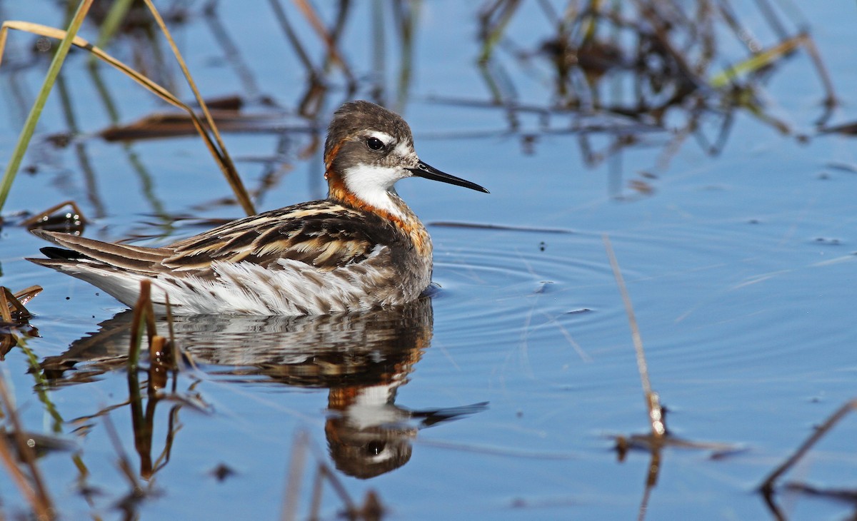 eBird Checklist - 23 Jun 2013 - Arctic NWR--Canning River Delta - 28 ...