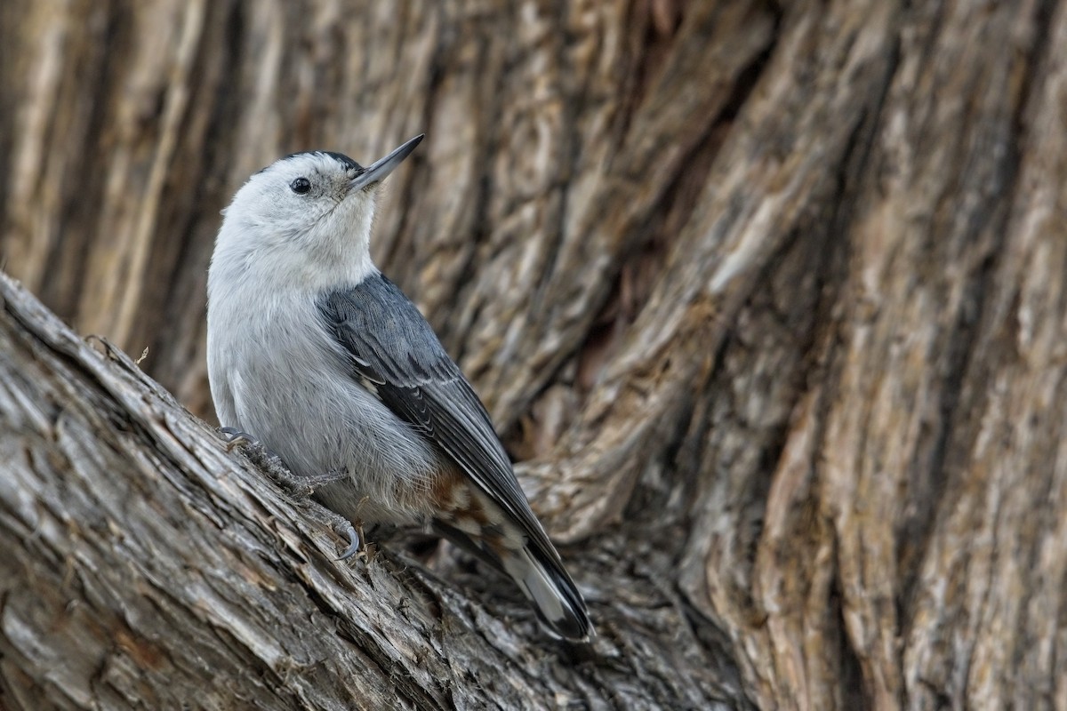 White-breasted Nuthatch (Interior West) - eBird