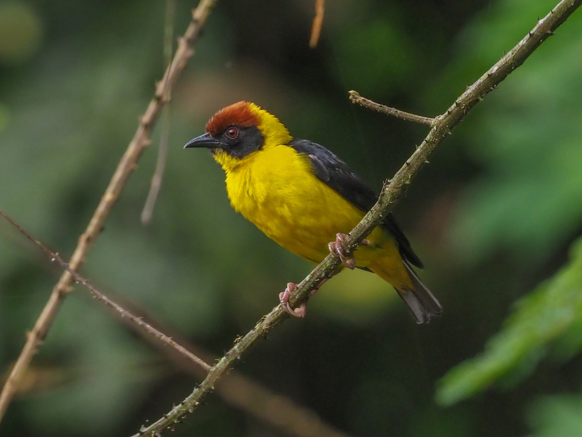Brown-capped Weaver - Ploceus insignis - Birds of the World
