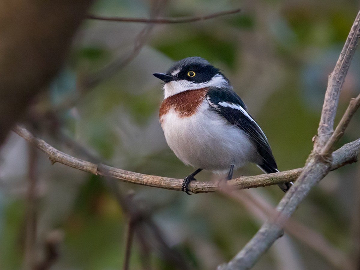 Angola Batis - Batis minulla - Birds of the World