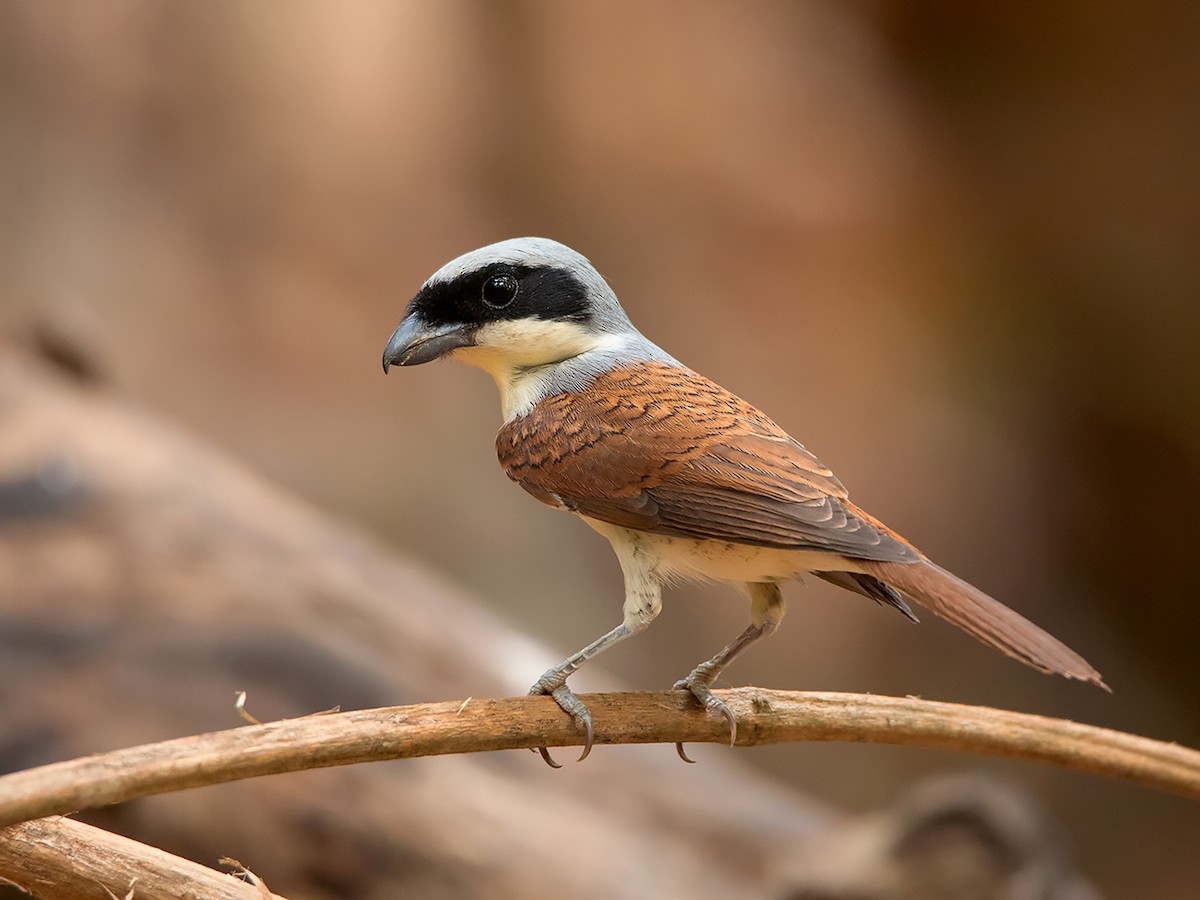 Tiger Shrike - Lanius tigrinus - Birds of the World