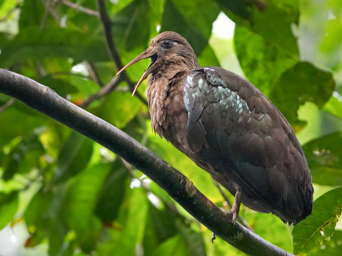 Sao Tome Ibis - Bostrychia bocagei - Birds of the World
