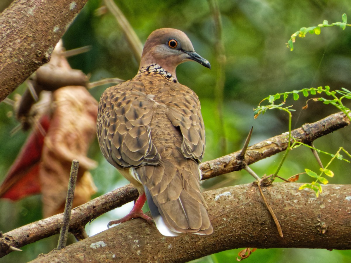 eBird Checklist - 14 Mar 2021 - Las Pinas-Paranaque Critical Habitat ...