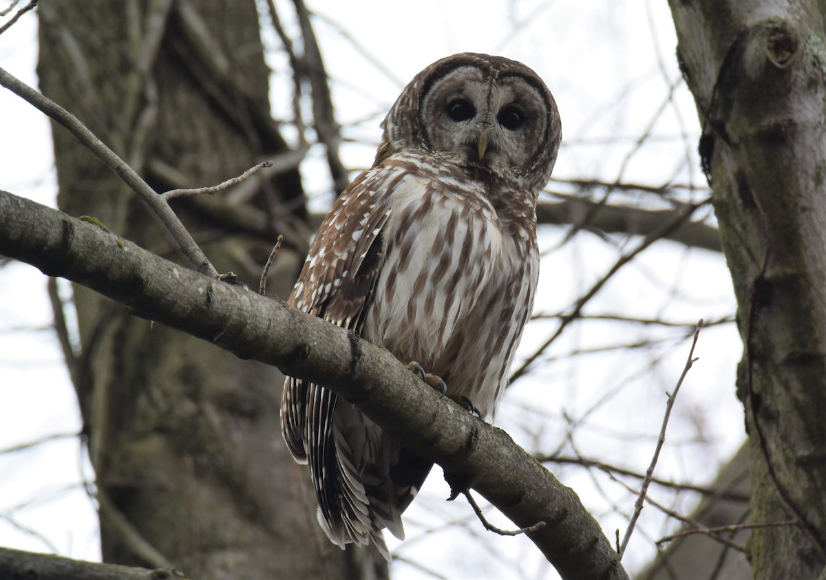 eBird Checklist - 17 Mar 2021 - Brecknock Park - 11 species
