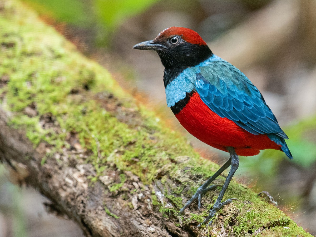 Sula Pitta - Erythropitta dohertyi - Birds of the World