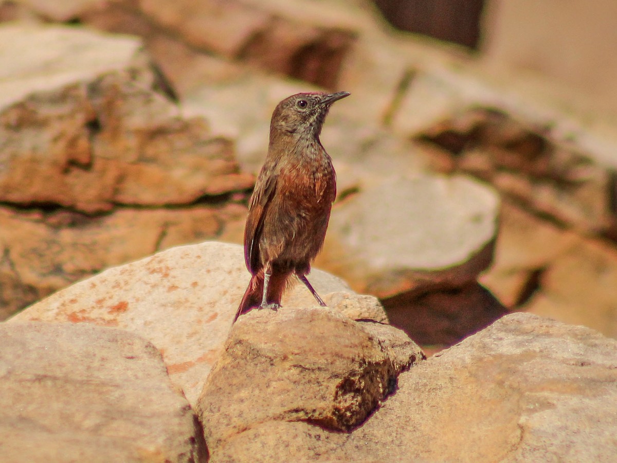 Kopje Warbler - Euryptila subcinnamomea - Birds of the World