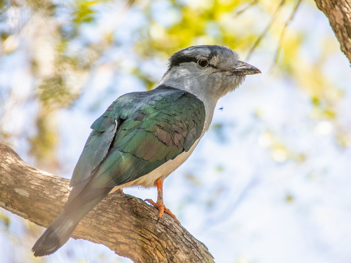 Cuckoo-roller - Leptosomus discolor - Birds of the World