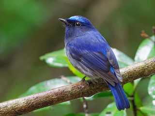 Small Niltava - Niltava macgrigoriae - Birds of the World