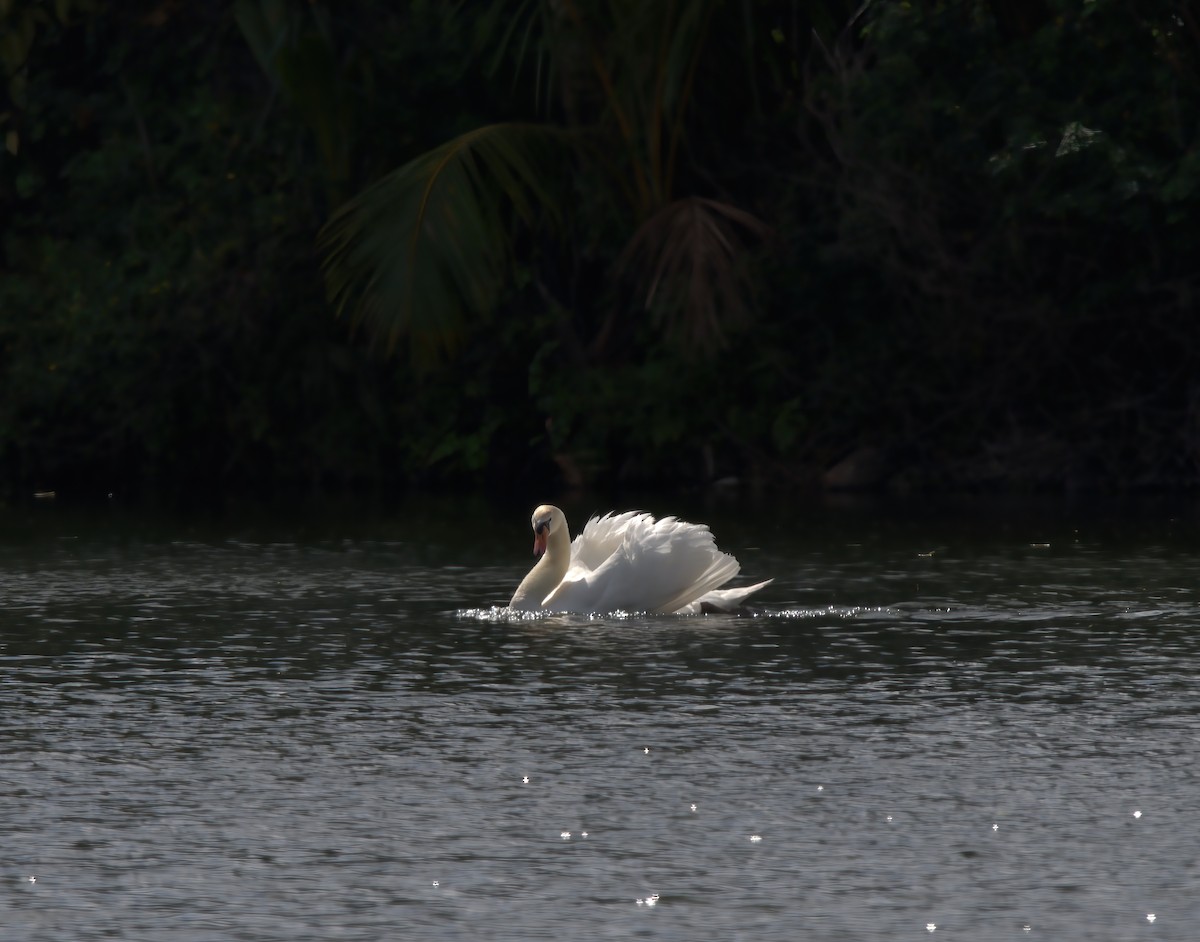 eBird Checklist - 16 Mar 2021 - Tamarac Exotic Duck Pond - 9 species ...