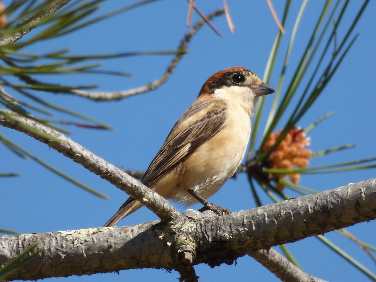 eBird Portugal Checklist - 17 Mar 2021 - Lagoa de Aldeia Nova - 27 species