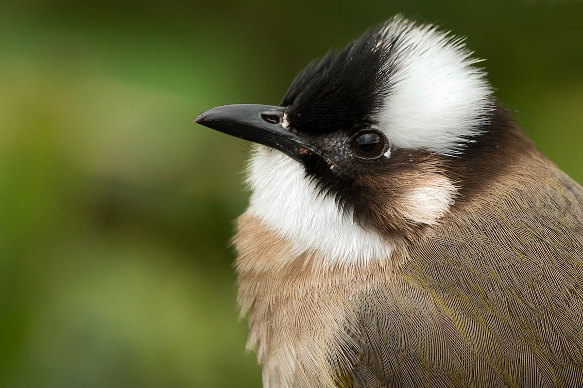 Light-vented Bulbul - Pycnonotus sinensis - Media Search - Macaulay ...