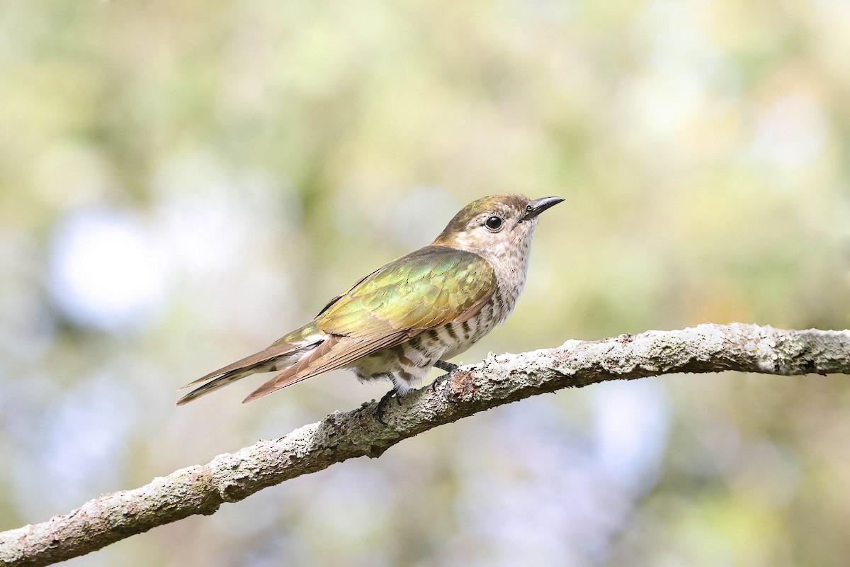 Shining Bronze-Cuckoo - Chrysococcyx lucidus - Media Search - Macaulay ...