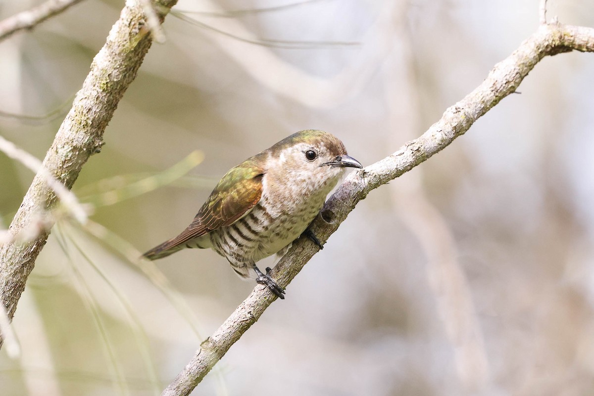 Shining Bronze-Cuckoo - Chrysococcyx lucidus - Media Search - Macaulay ...