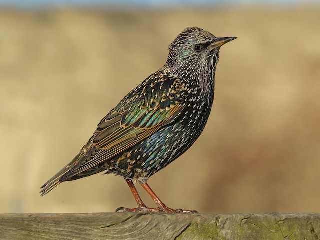 Starling Bird
