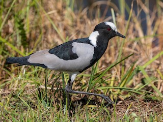 Blacksmith Lapwing - Vanellus armatus - Birds of the World