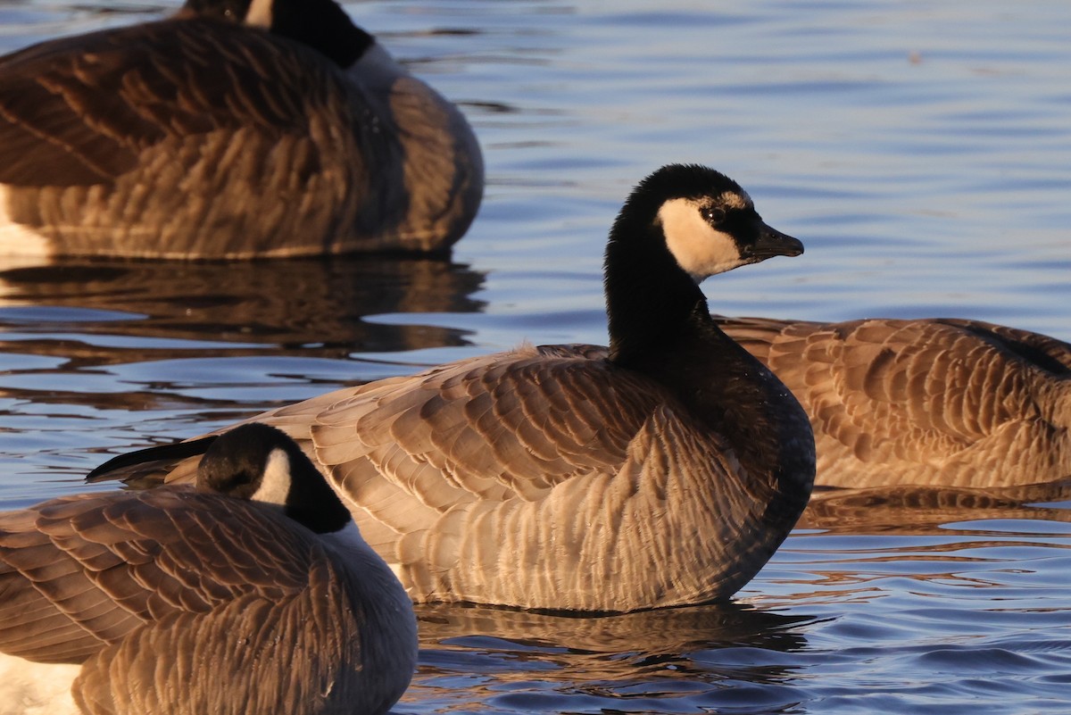 Barnacle x Cackling Goose (hybrid) - eBird