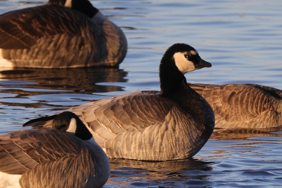 Hybride Bernache nonnette x B. de Hutchins - eBird