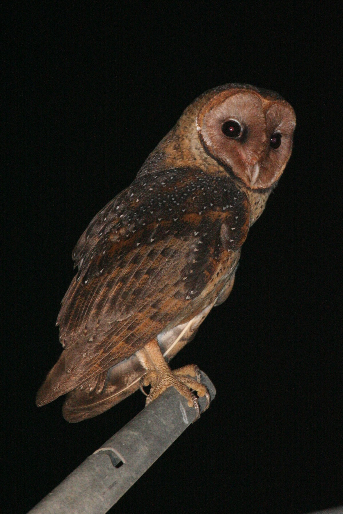 Lechuza de Campanario (insularis/nigrescens) - eBird