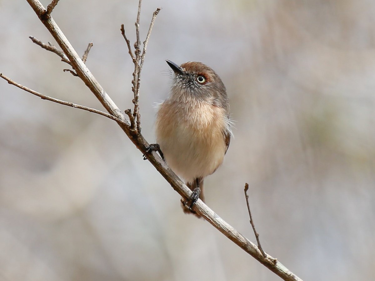 Archbold's Newtonia - Newtonia archboldi - Birds of the World