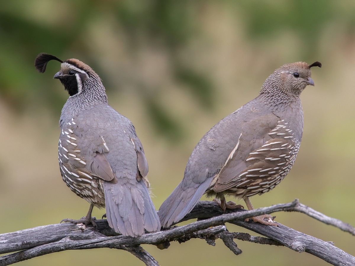 California Quail - Callipepla californica - Birds of the World