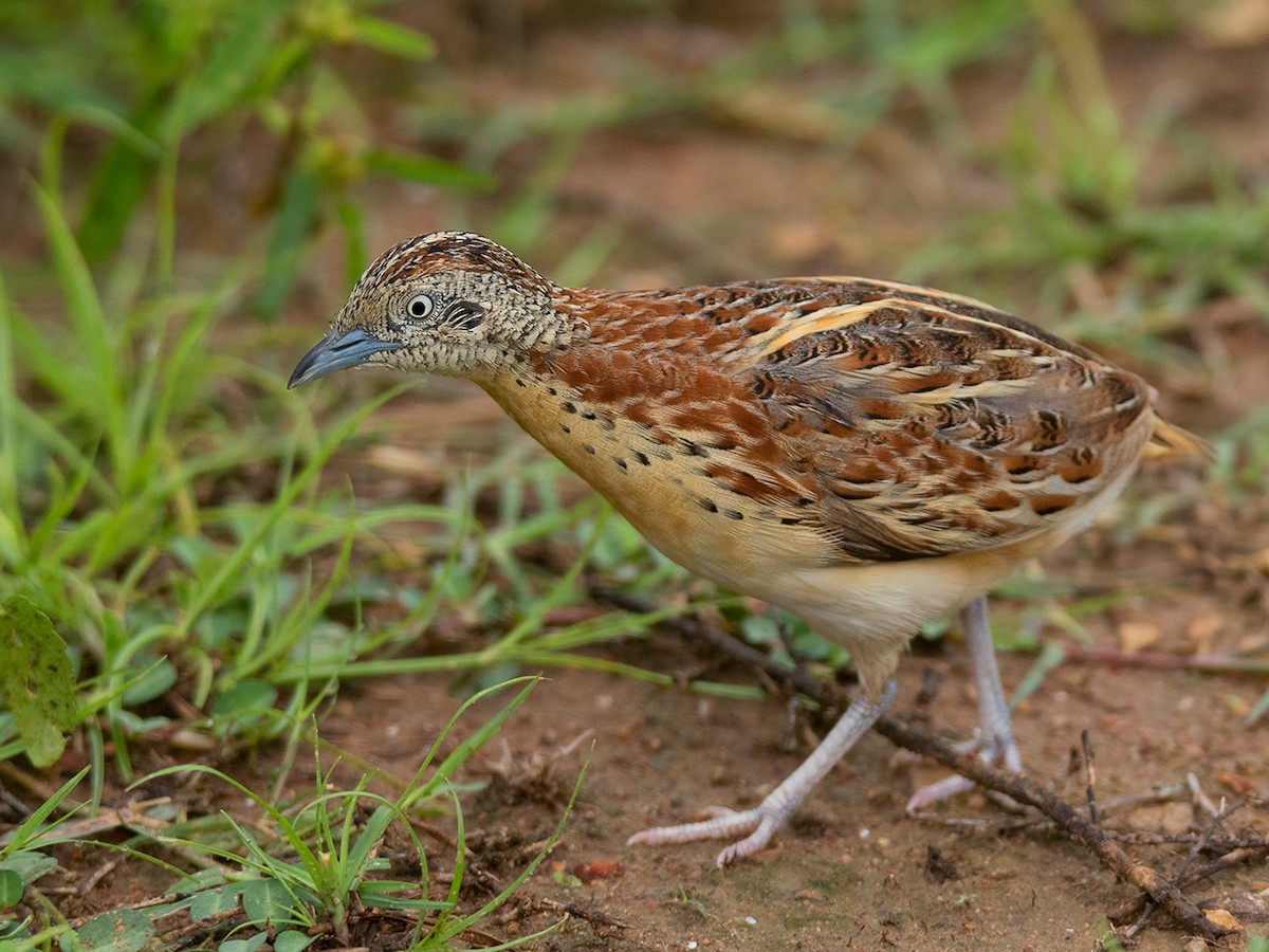 Small Buttonquail - Turnix sylvaticus - Birds of the World