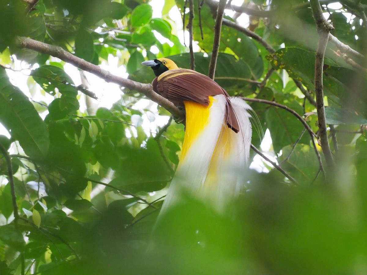 Lesser Bird-of-Paradise - Paradisaea minor - Birds of the World