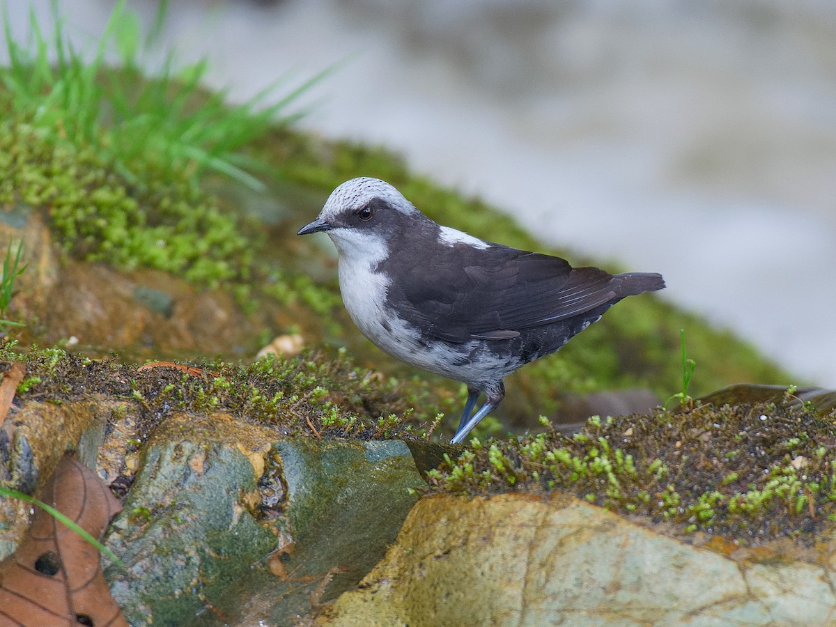 White-capped Dipper - Cinclus leucocephalus - Birds of the World