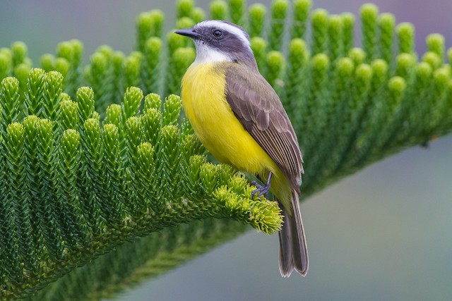 Social Flycatcher