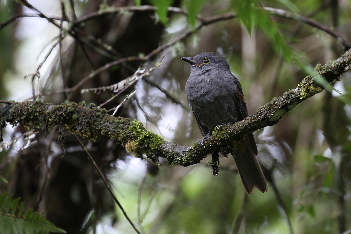 Chestnut-capped Piha - Lipaugus weberi - Birds of the World