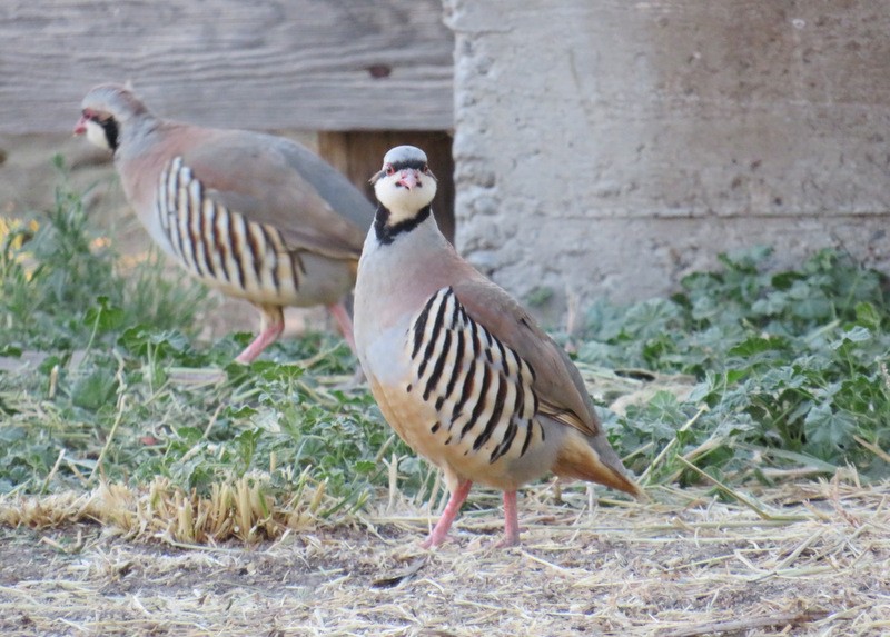 eBird Checklist - 31 Jul 2016 - Honey Lake Wildlife Area--Fleming Unit ...