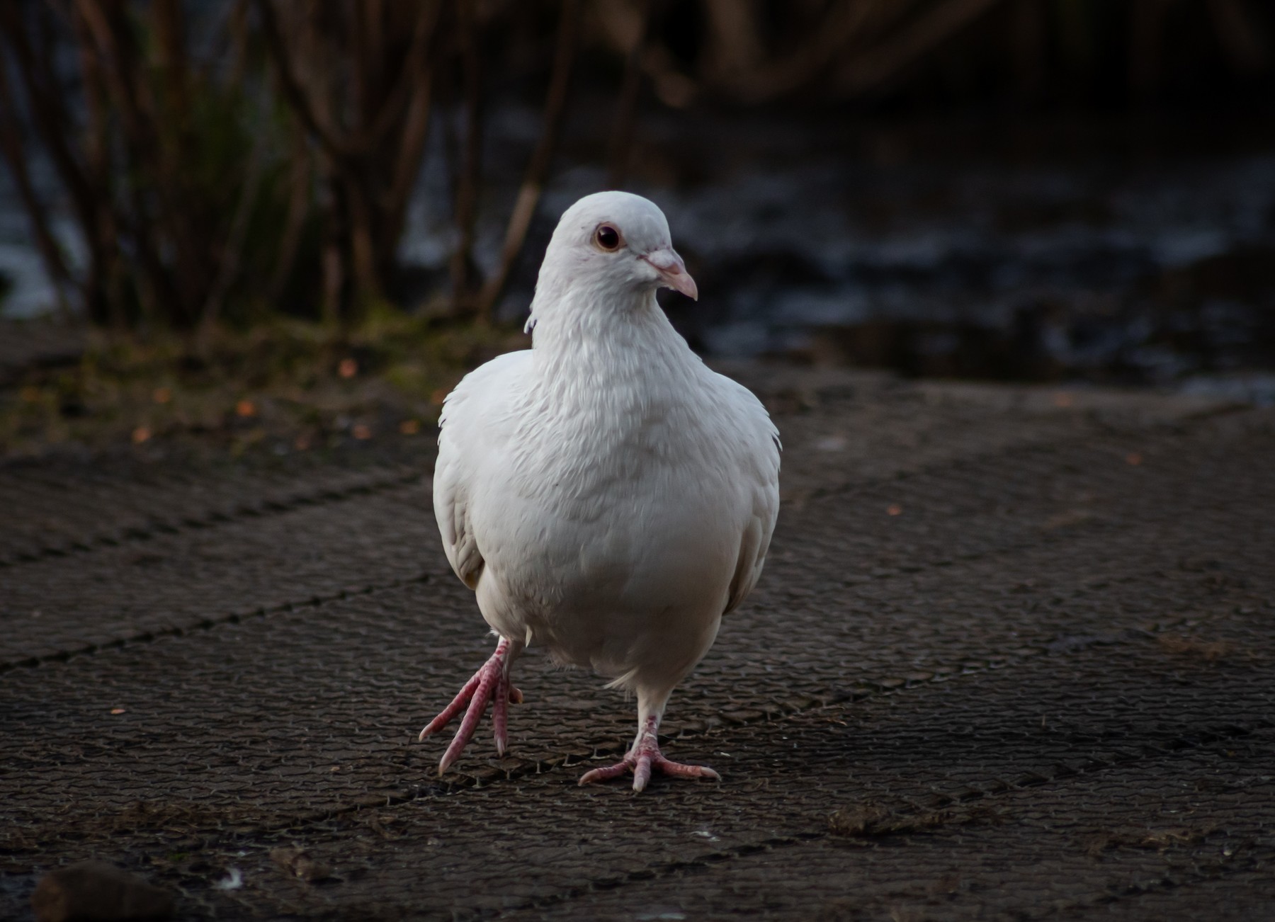 Columba sp. - eBird