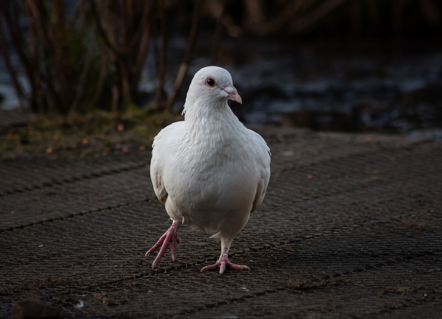 Columba sp. - eBird