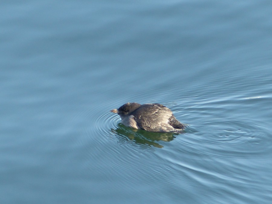 Alcidae sp. - eBird
