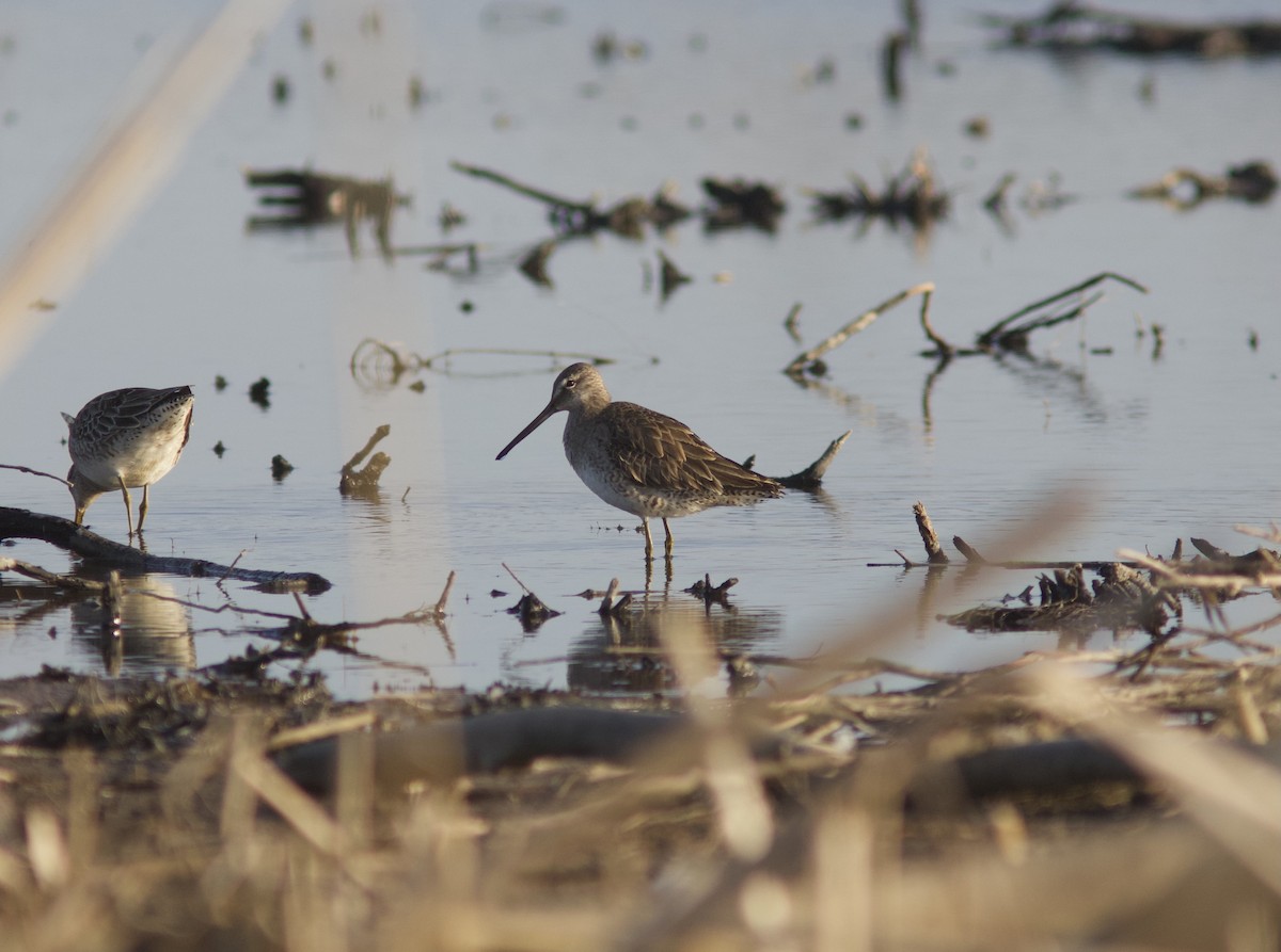 eBird Checklist - 21 Mar 2021 - Presque Isle SP (IBA) - 74 species (+3 other taxa)