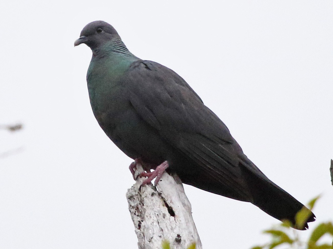 Black Wood-Pigeon - eBird
