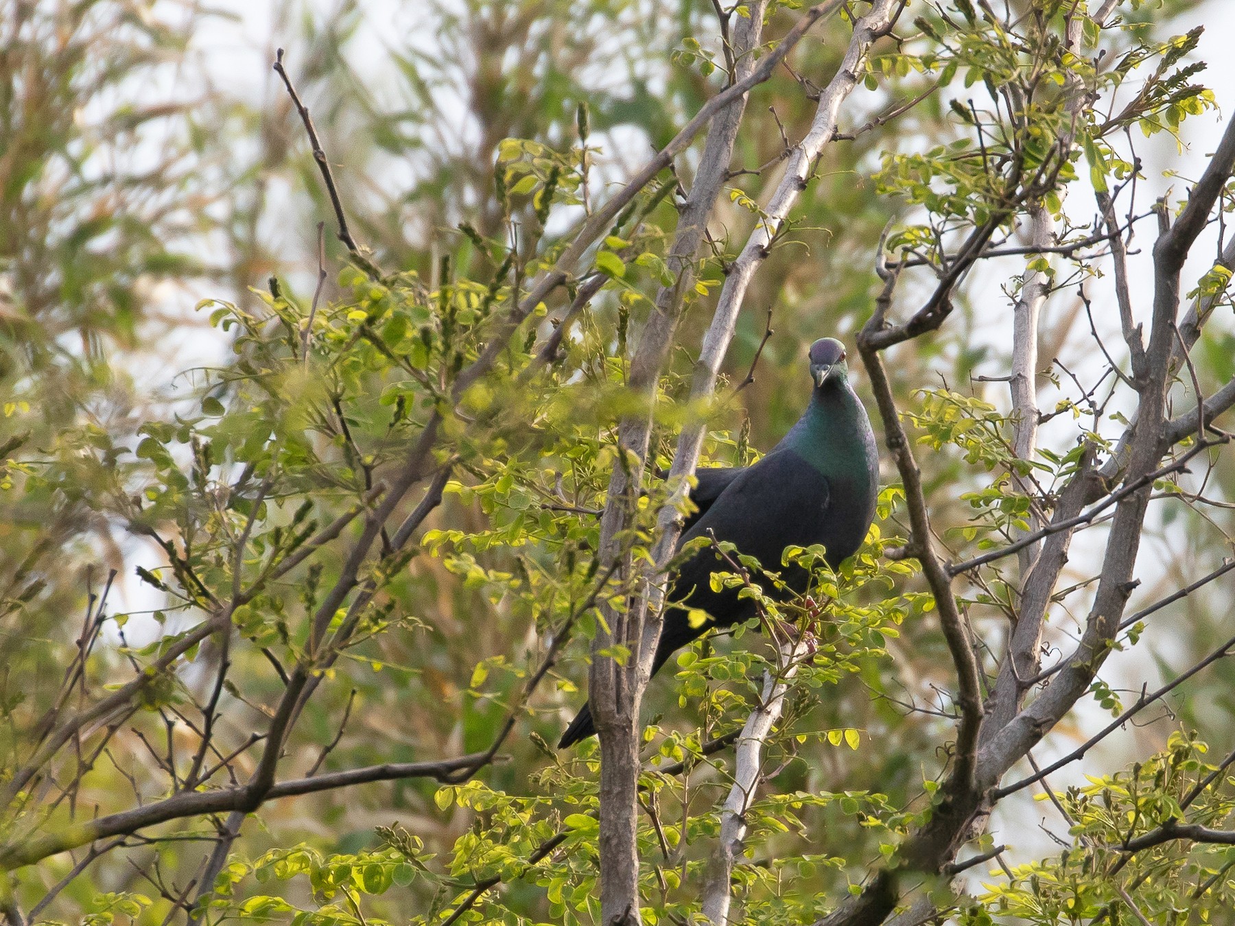 Japanese Wood-Pigeon - eBird