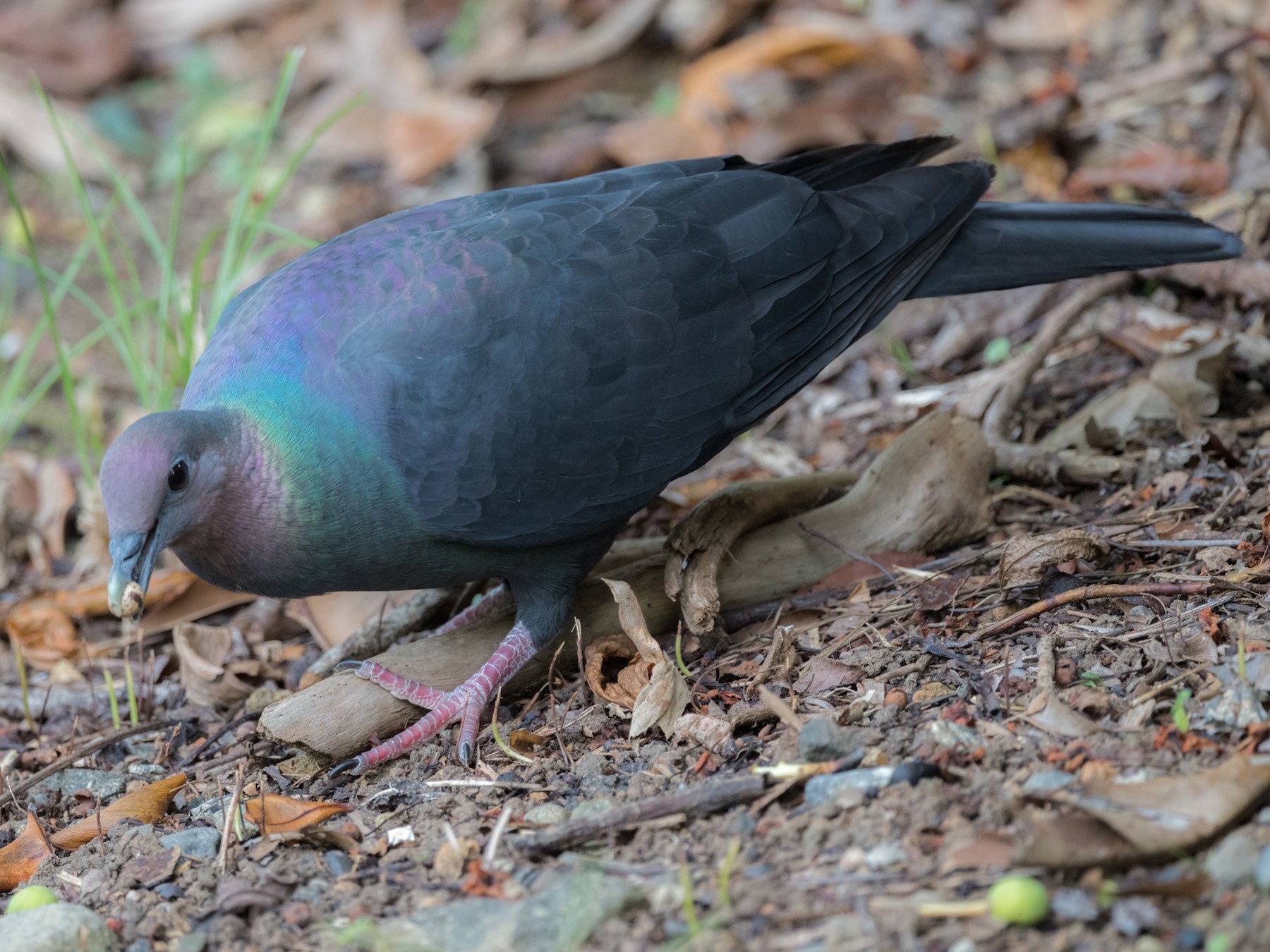 Pigeon Toed Japanese