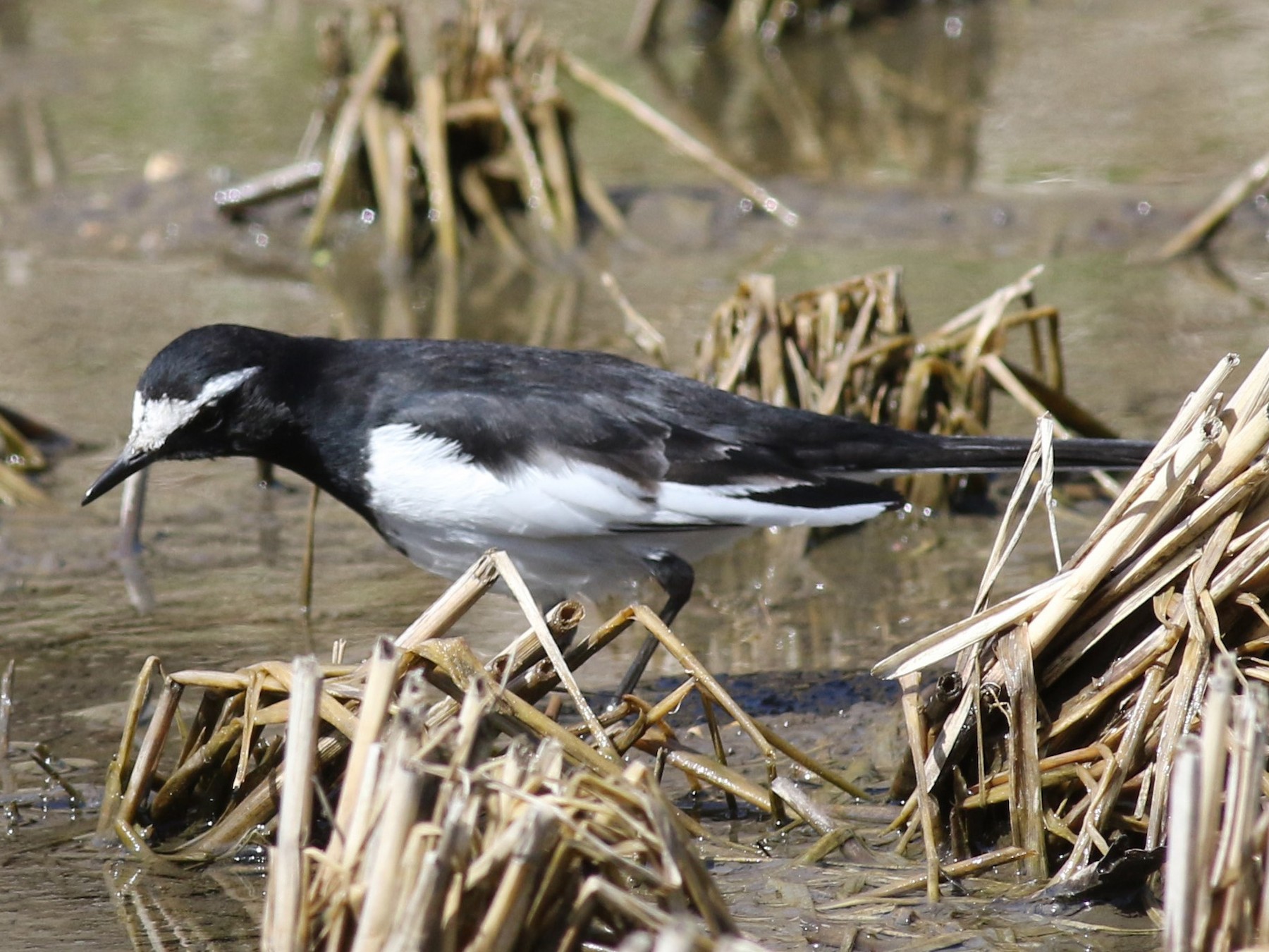 Japanese Wagtail - eBird